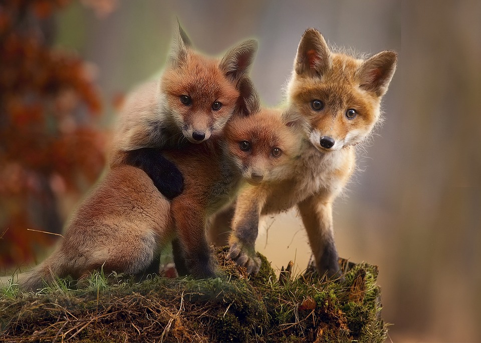 Le renard, un album documentaire – Le blog de Chat noir